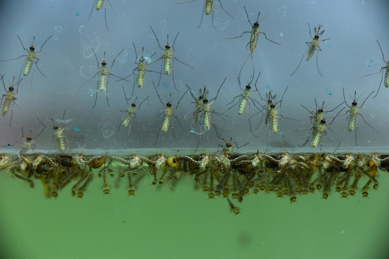 Breeding Deadly Mosquitoes In Panama A Source Of Concern - Militante